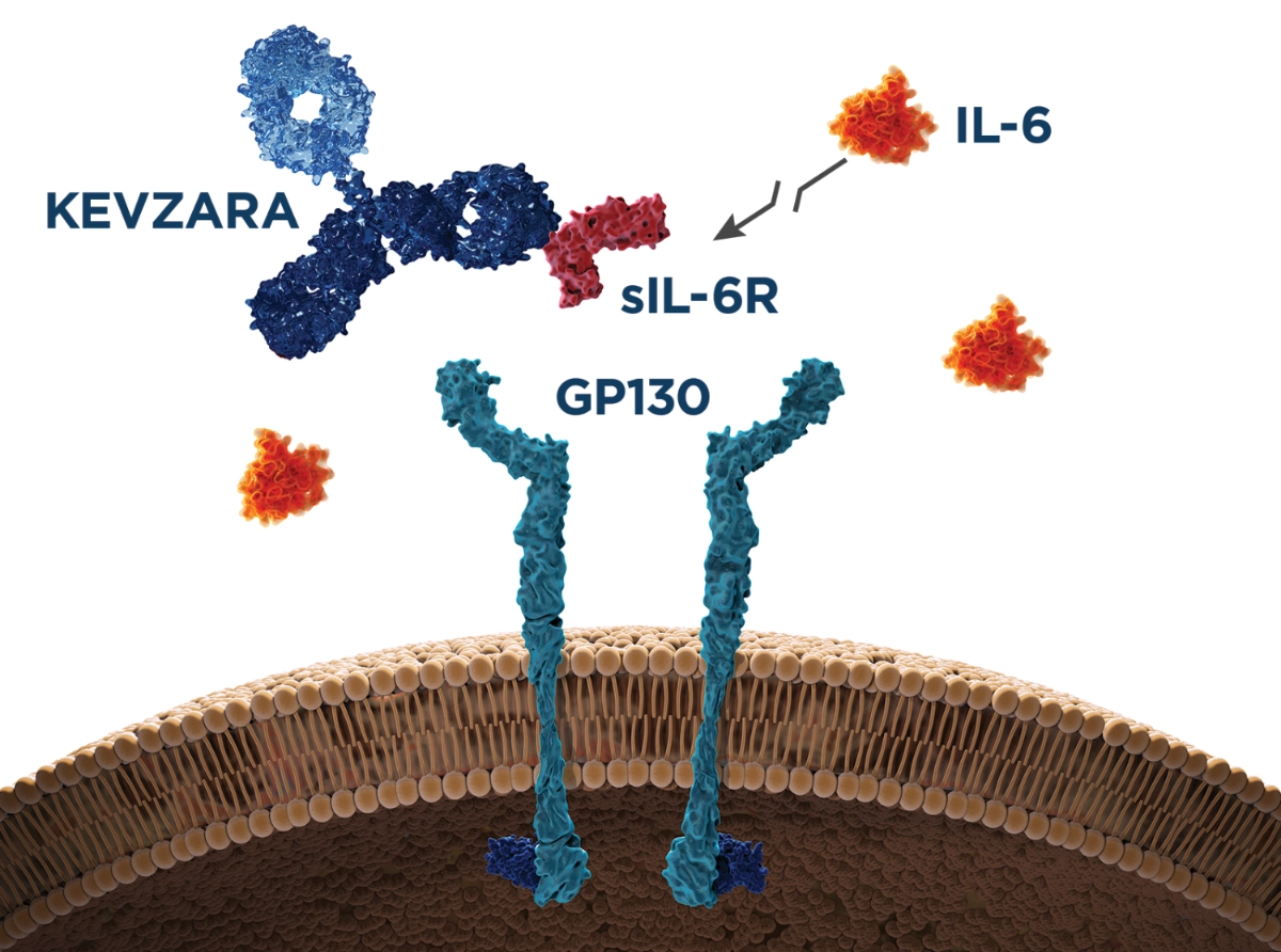 KEVZARA® (sarilumab) Mechanism of Action | KEVZARA® (sarilumab ...