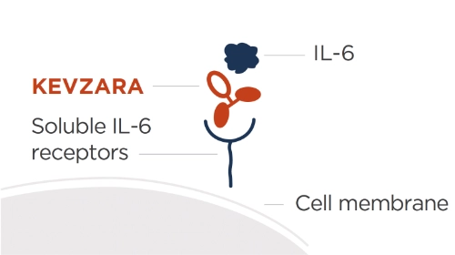 How Does KEVZARA Work? | KEVZARA (sarilumab) injection 200 mg