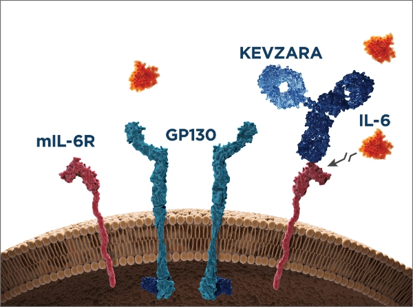 KEVZARA® Mechanism of Action | KEVZARA® (sarilumab) injection 200 mg