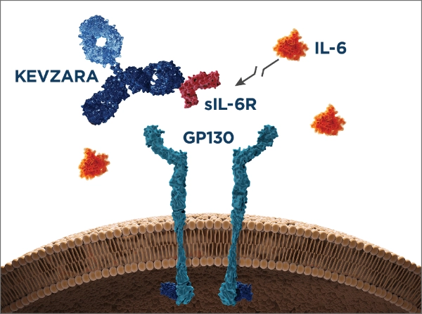 KEVZARA® Mechanism of Action | KEVZARA® (sarilumab) injection 200 mg
