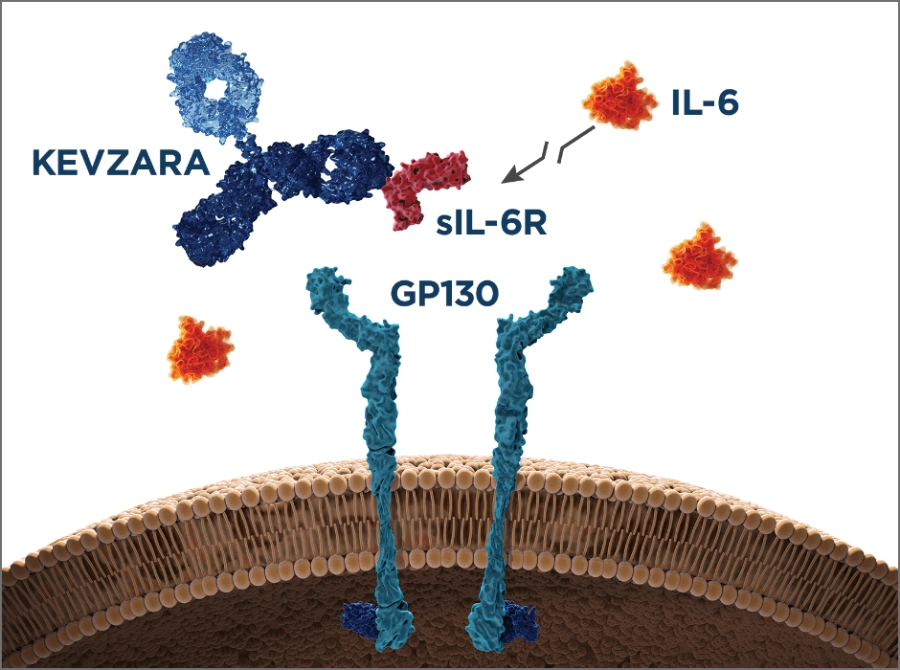 KEVZARA® Mechanism of Action | KEVZARA® (sarilumab) injection 200 mg