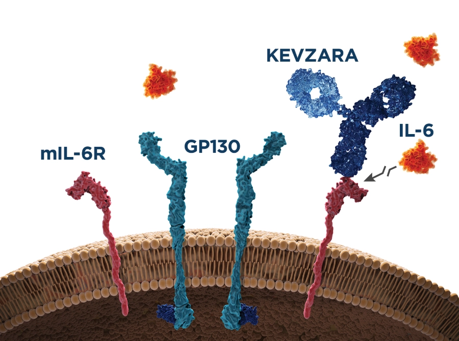 KEVZARA® (sarilumab) Mechanism of Action | KEVZARA® (sarilumab ...